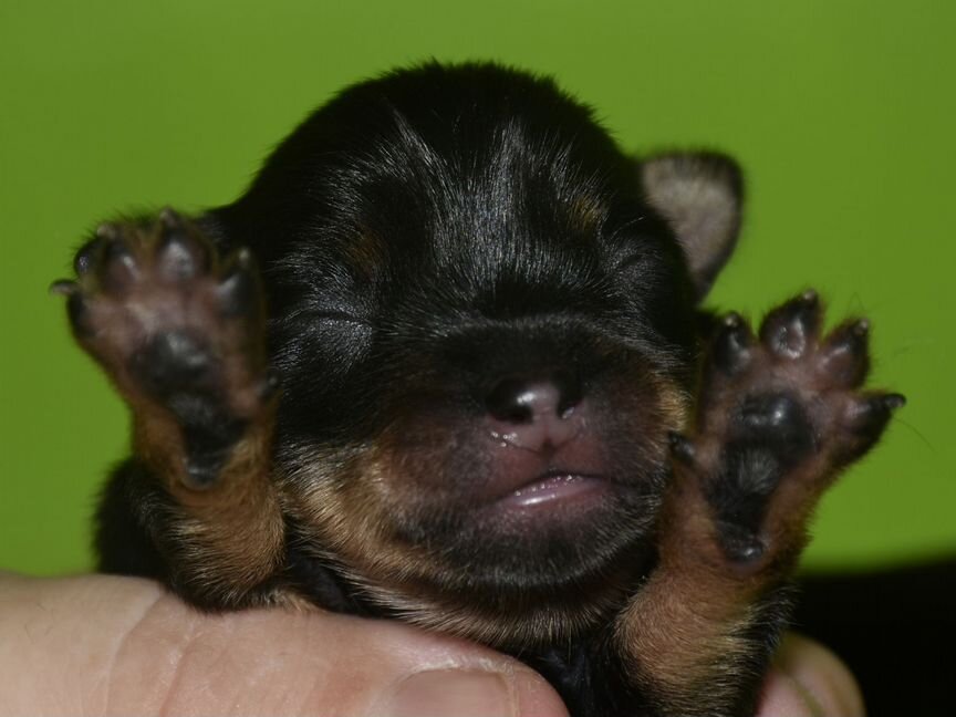 Русский той-терьер щенки