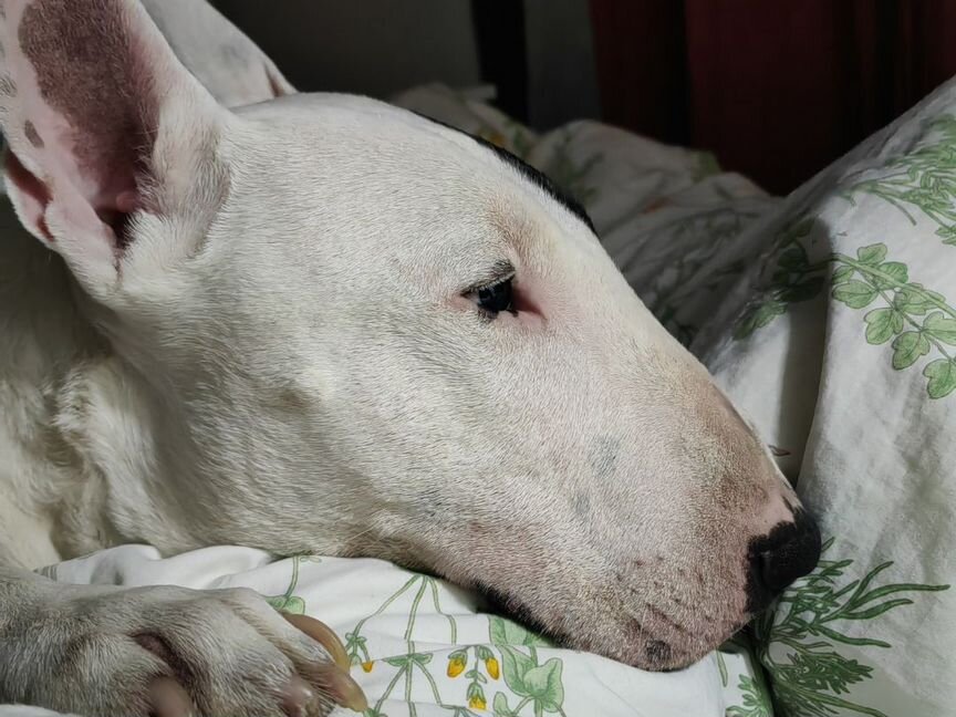 Стандартный бультерьер