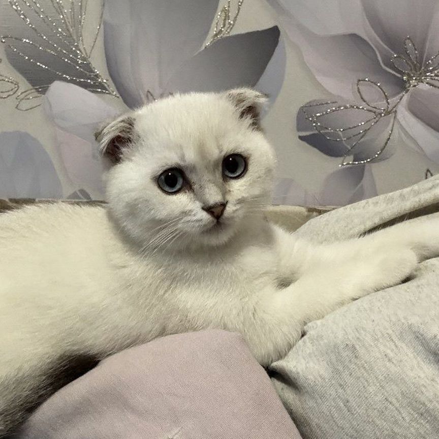 Шотландский кот