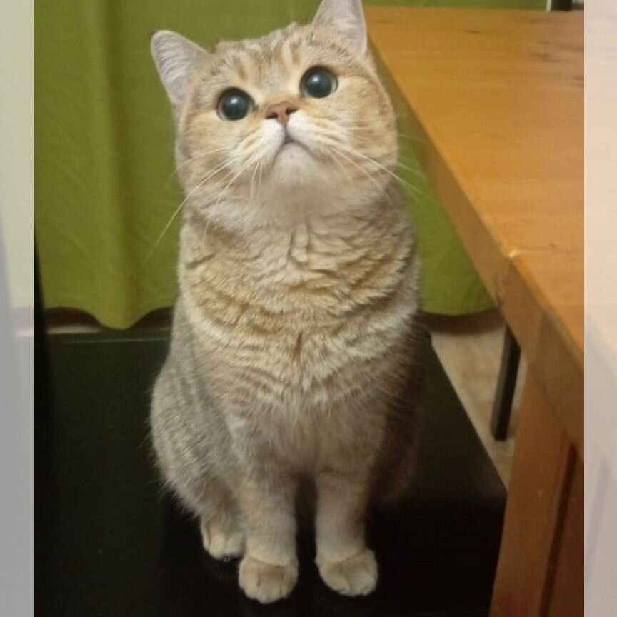 Котята бесплатно, мама кошка Шотландская прямоухая