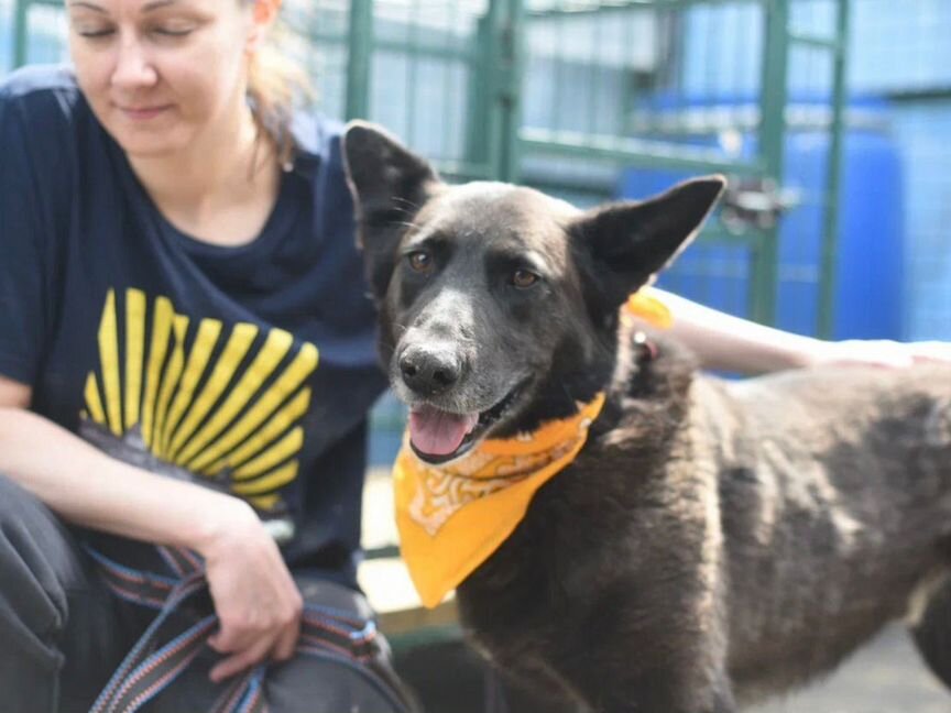 Красавчик Грэм, приют Некрасовка. Возьмите домой