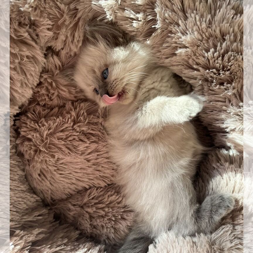 Невский маскарадный котёнок