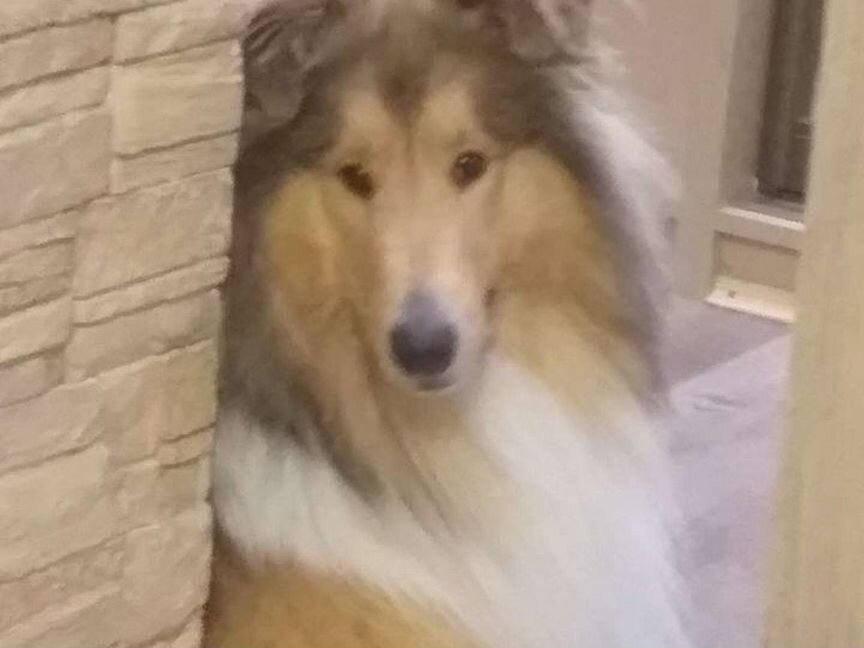 Вязка колли