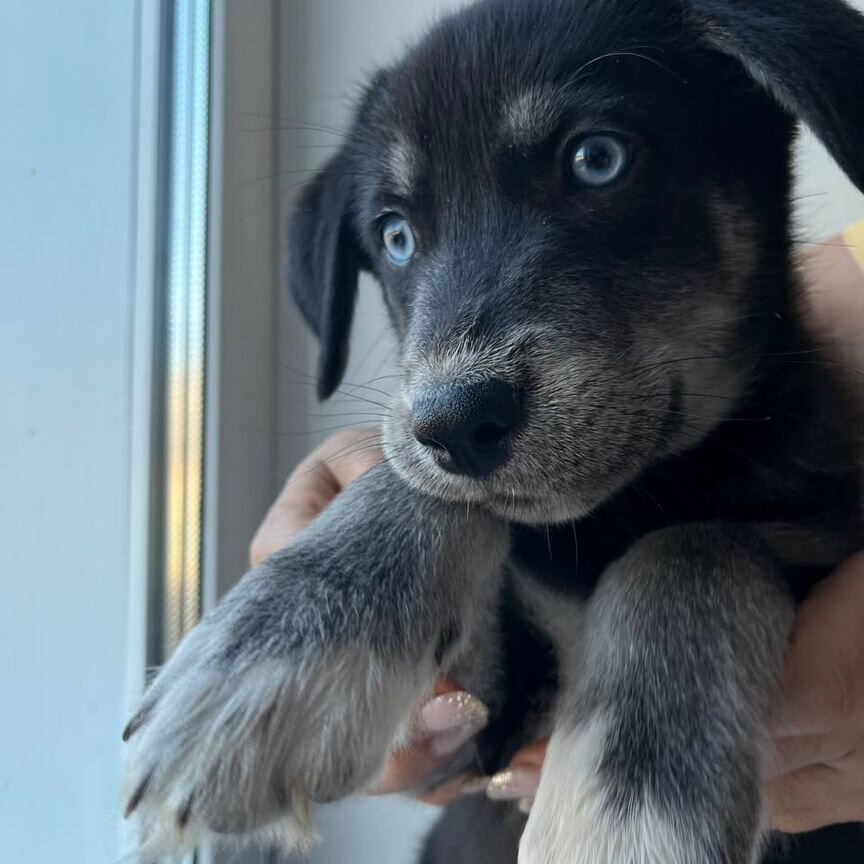 Щенки лабхасы