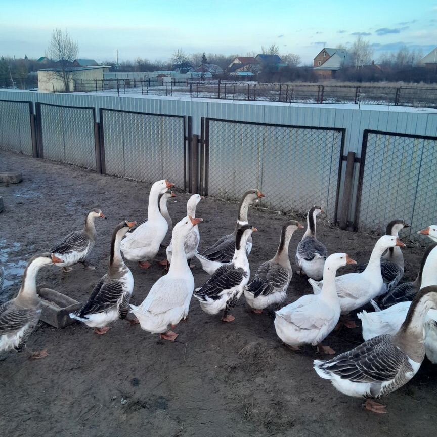 Гуси фарш из гуся и и бролера 50/50