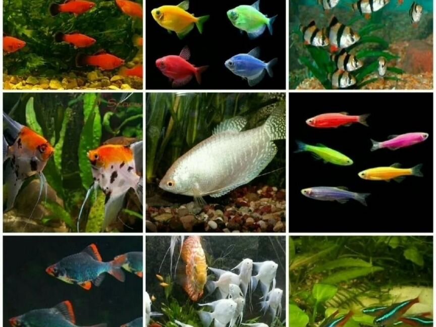 Аквариумные рыбки дома