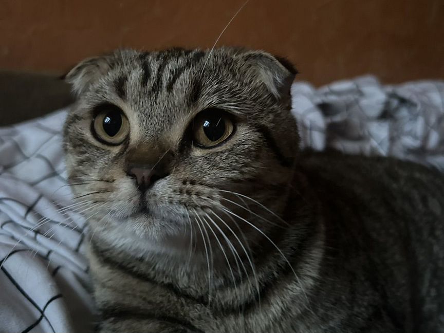 Шотландская