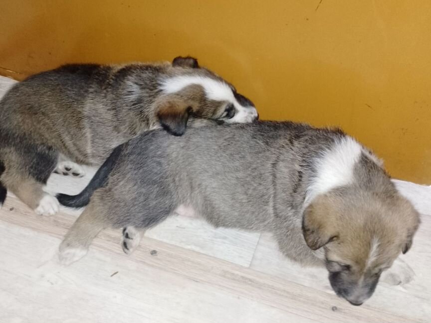 Мать веймарайнер, смесь. Отец щенков не известен