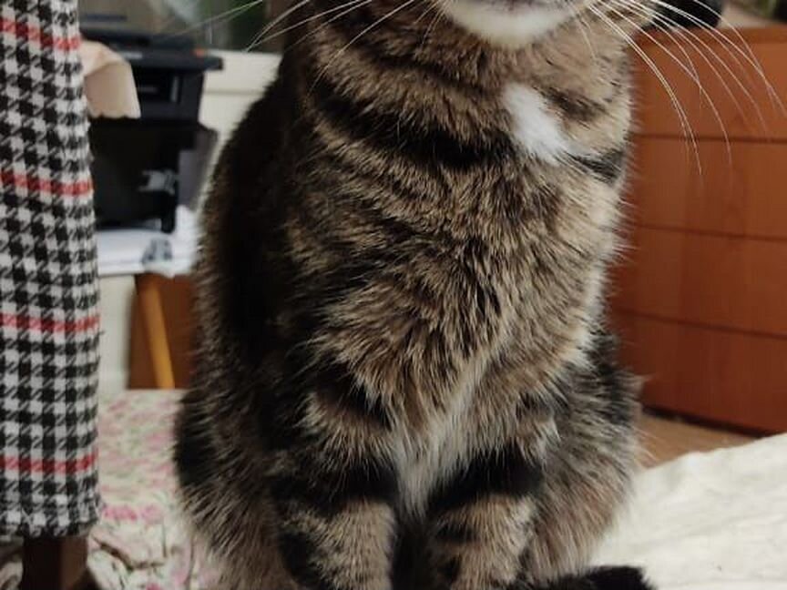 Эльза немножко бенгалка