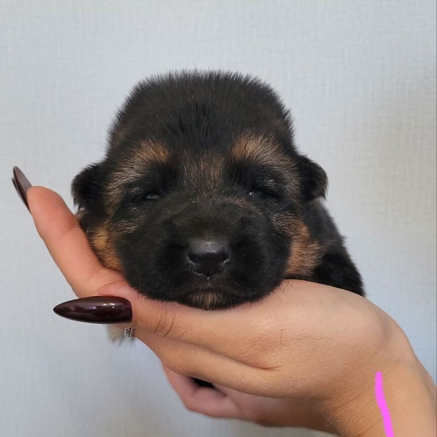 Щенки немецкой овчарки