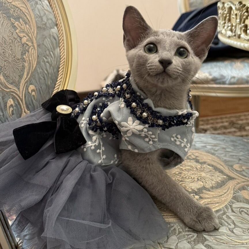 Подписка на кошечку Русская голубая