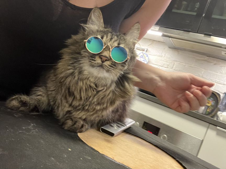 Очки для кота