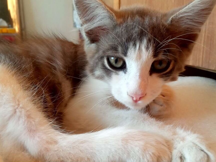 Котик от кошки-мышеловки