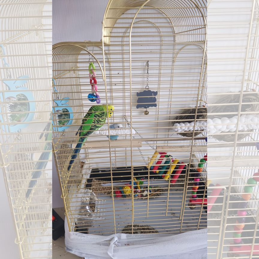 Волнистые попугаи