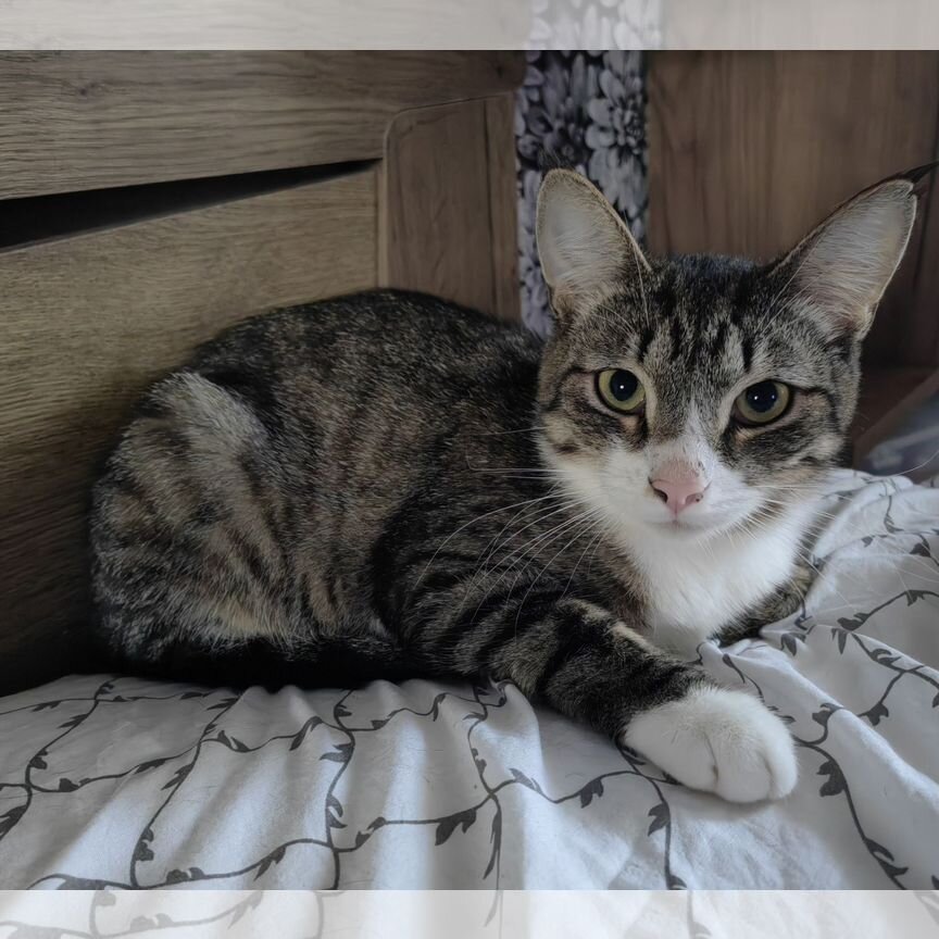 Котик ищет семью