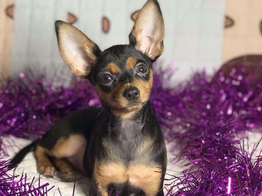 Яркая красотка тоечка