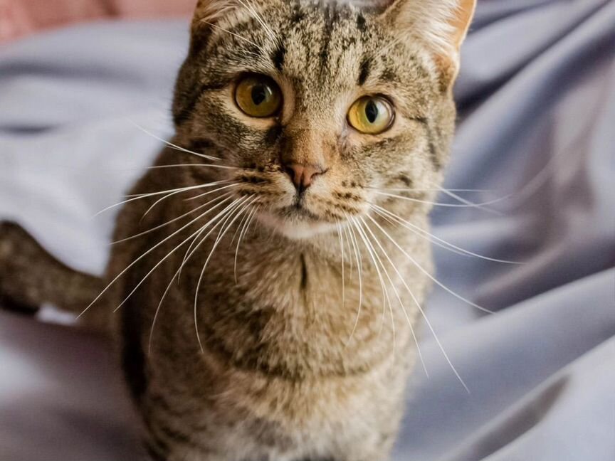 Очень-очень ласковый Брайн