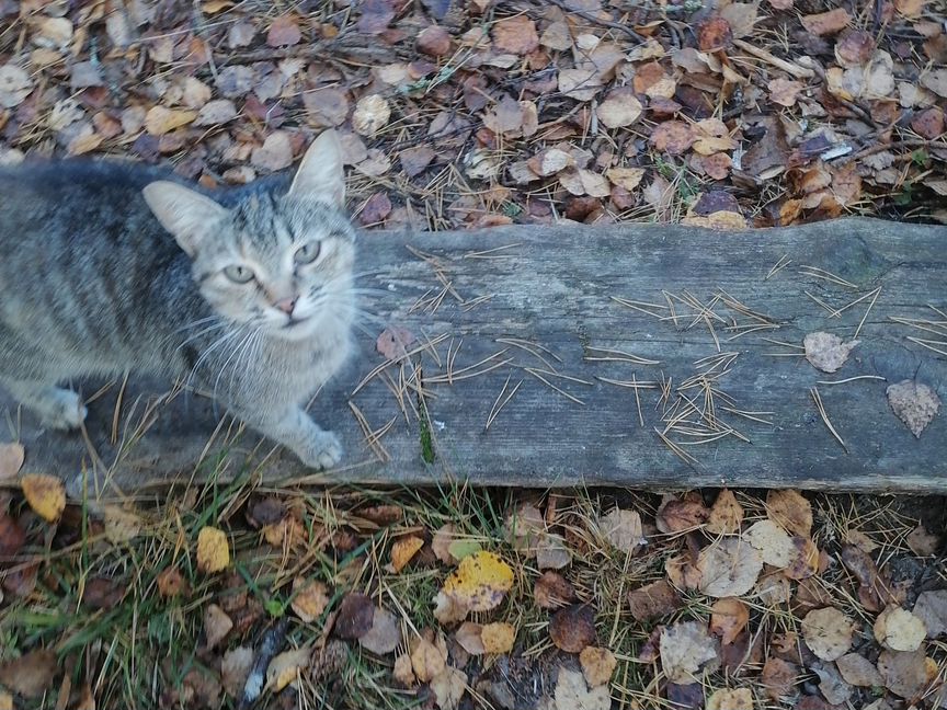 Взмите брошенных котят