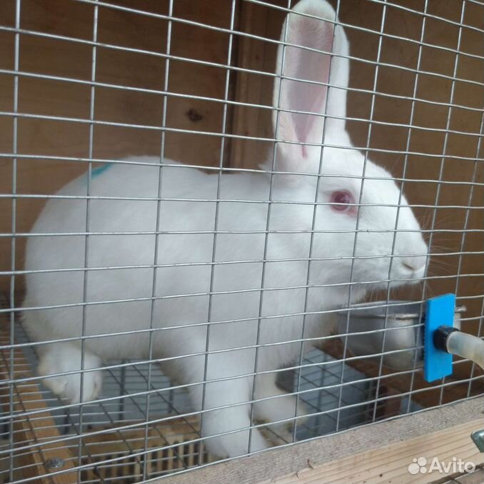 Крол белый Паннон