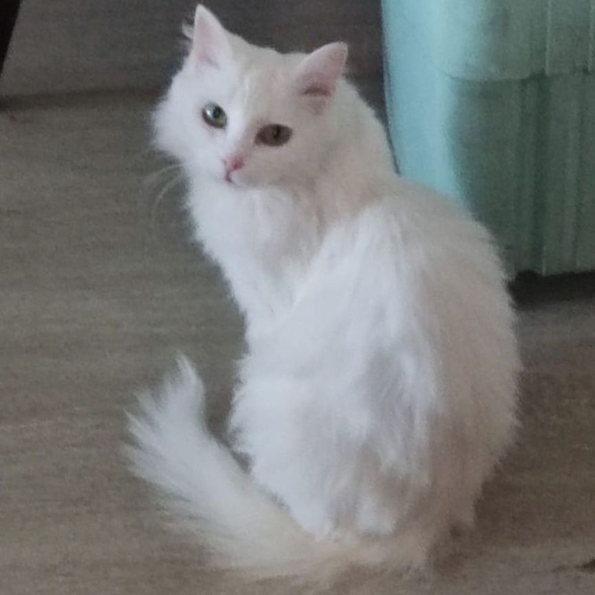Кошечка ищет доброго хозяина