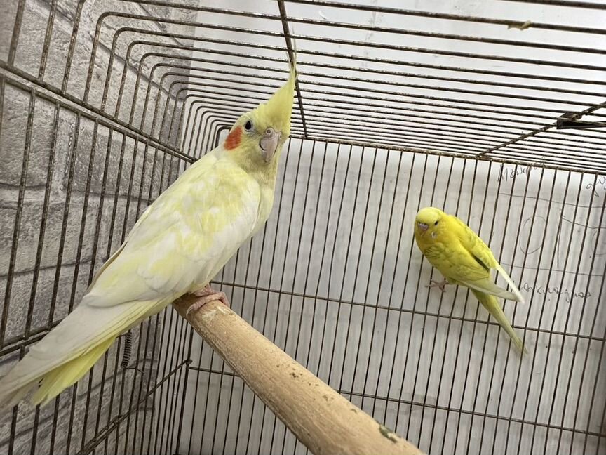 Попугай корелла