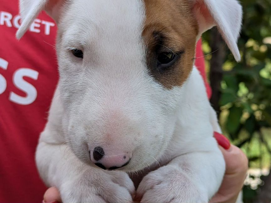 Стандартный бультерьер