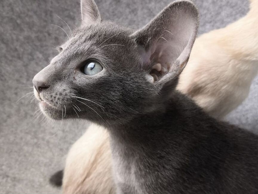 Ориентальные котята