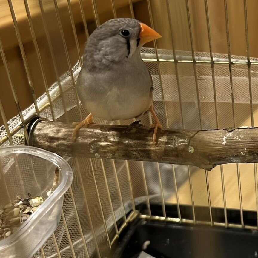 Зебровые амадины