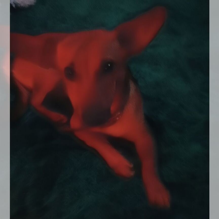 Щенок в добрые руки