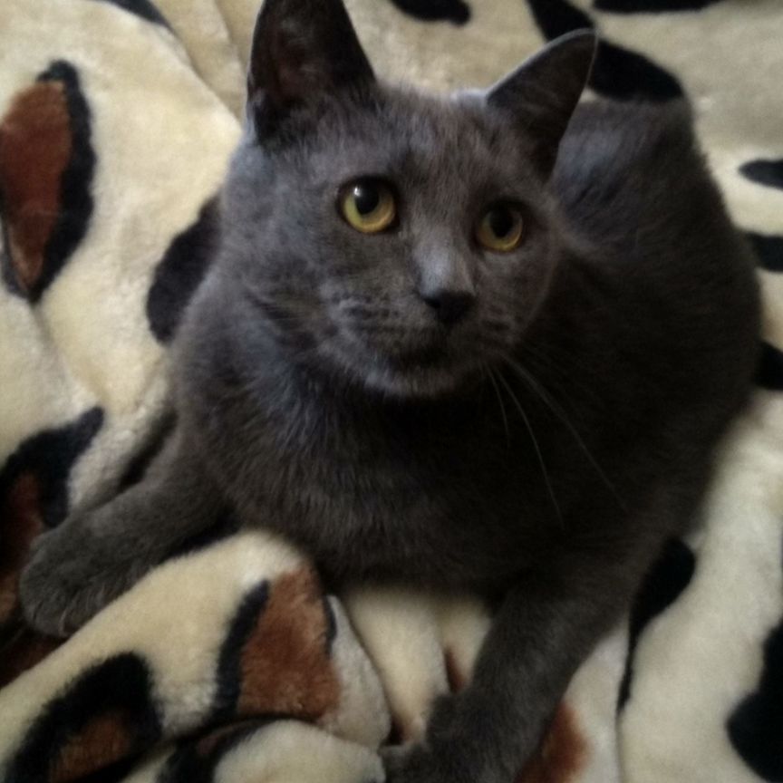 Взрослая кошка в добрые руки