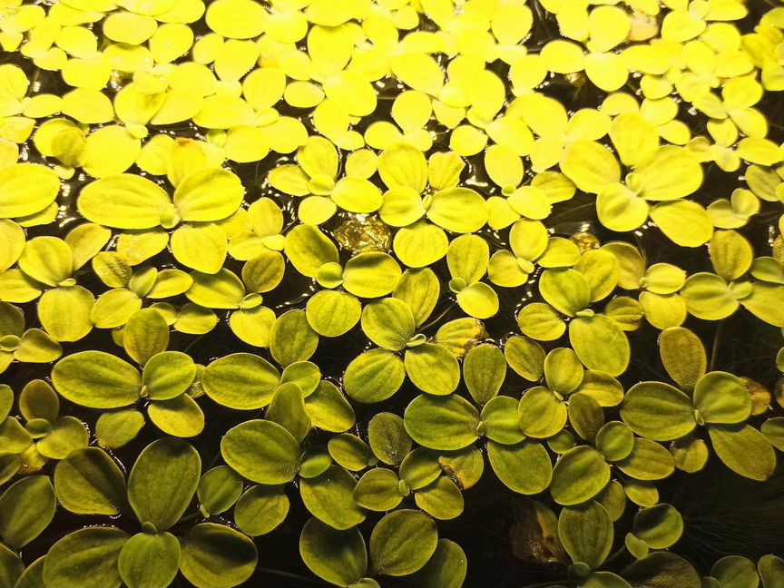 Растения пистия