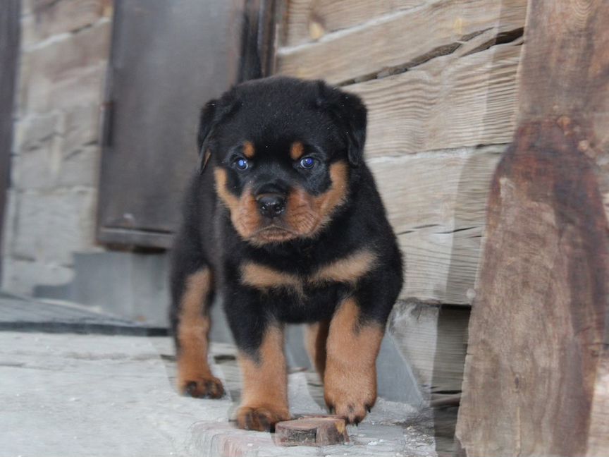 Щенок ротвейлера, мальчик
