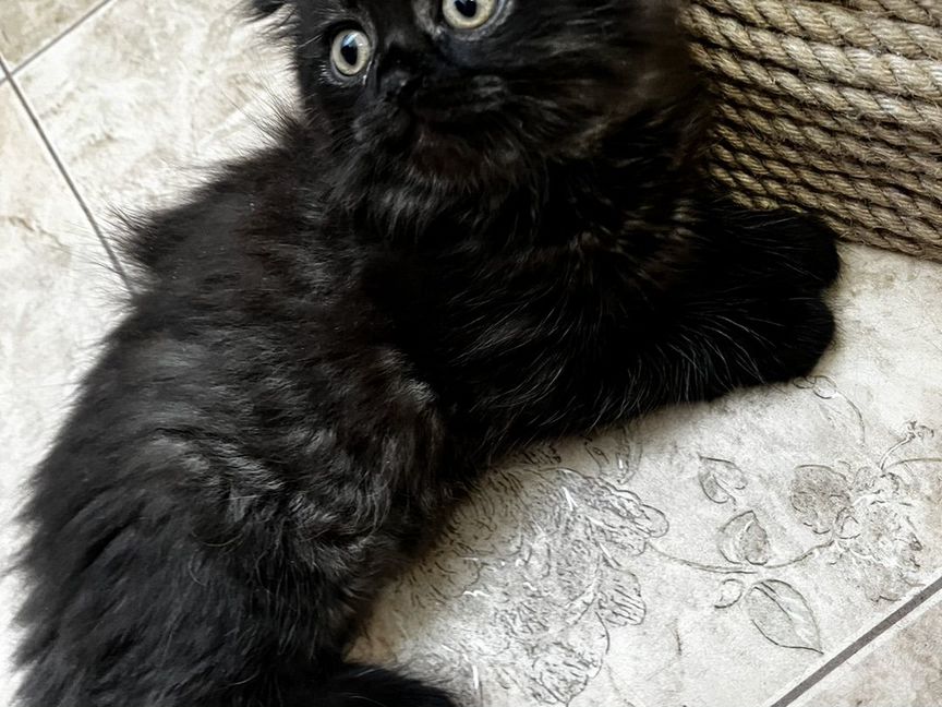 Персидские котята