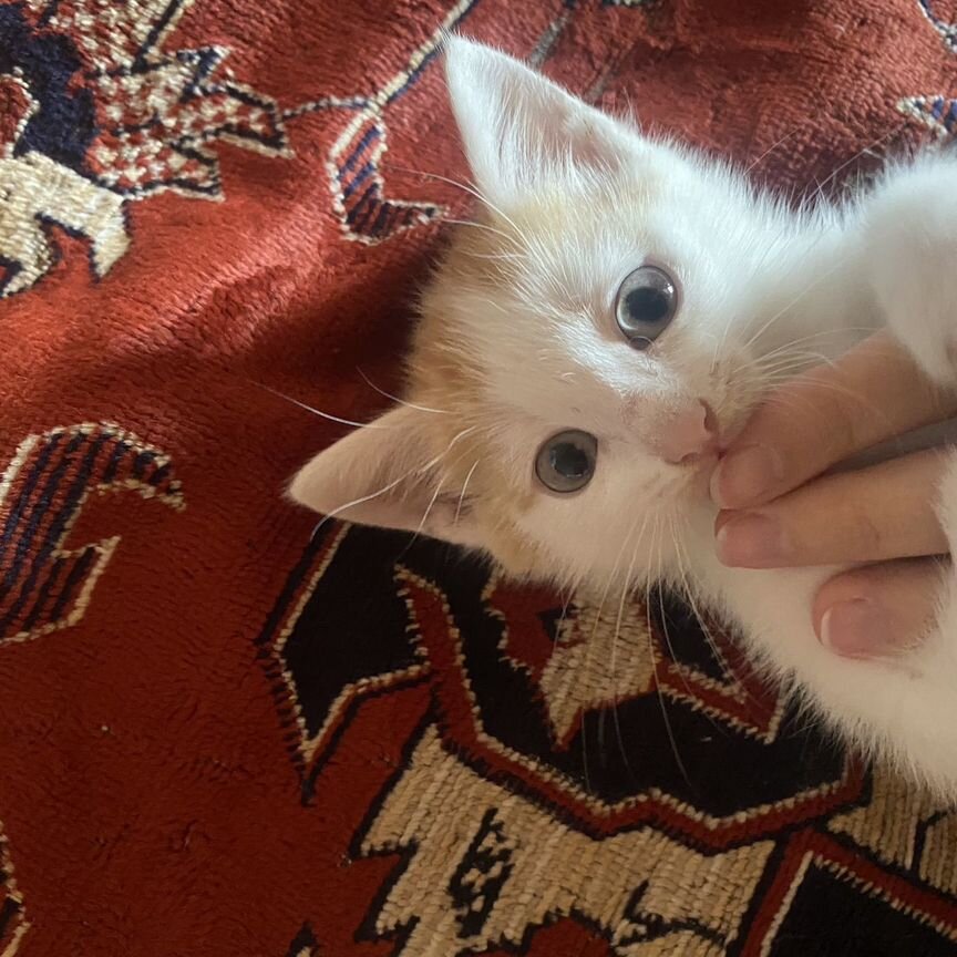 Рыжий котенок мальчик