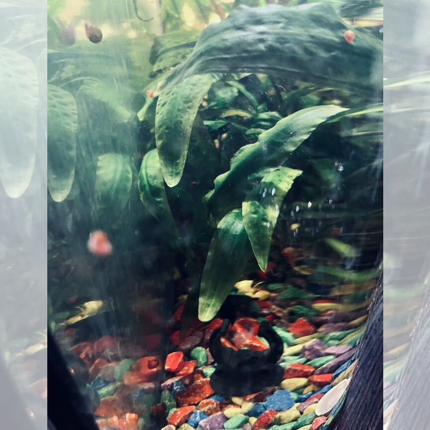 Аквариумное растение