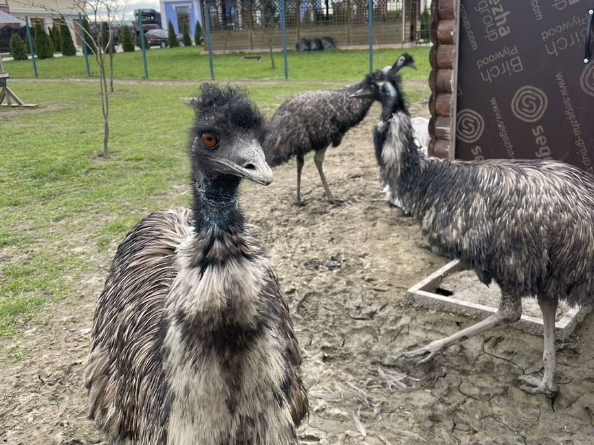 Страусы