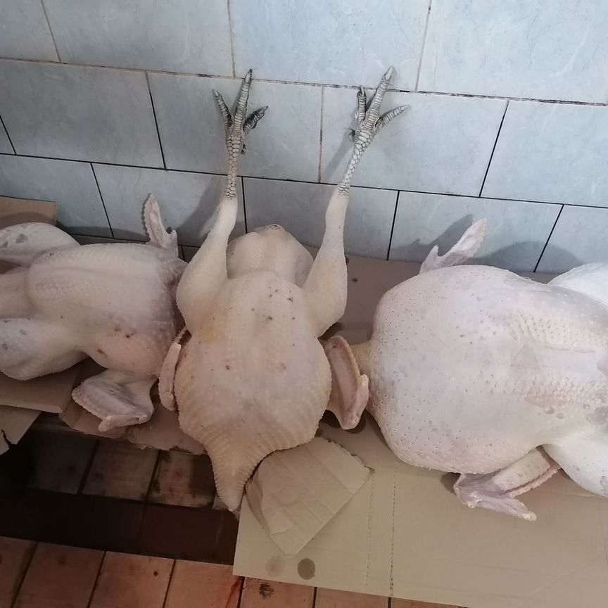 Индюки на мясо