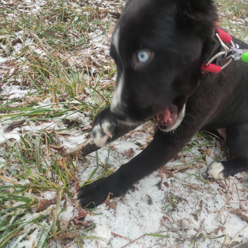 Щенок в добрые руки бесплатно