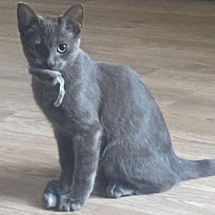 Голубой котёнок