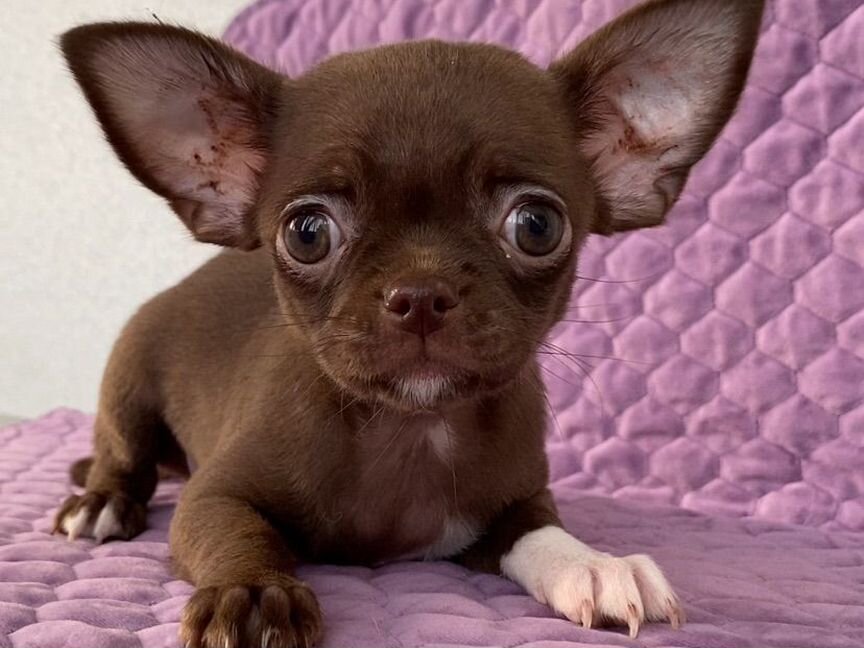 Чихуахуа девочка