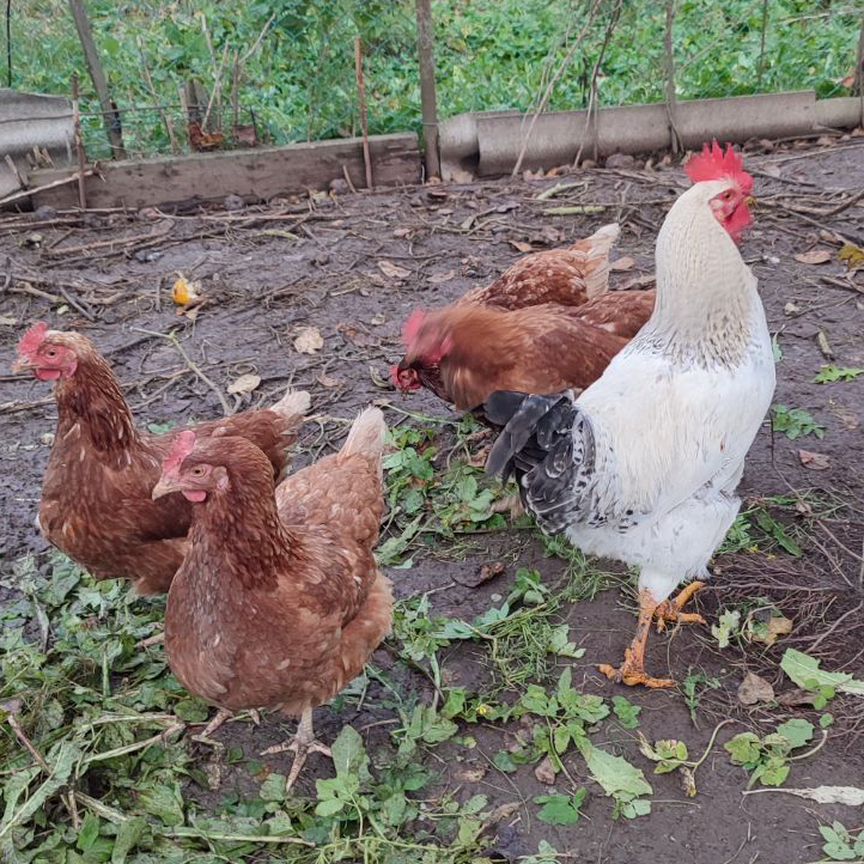 Куры несушки продам