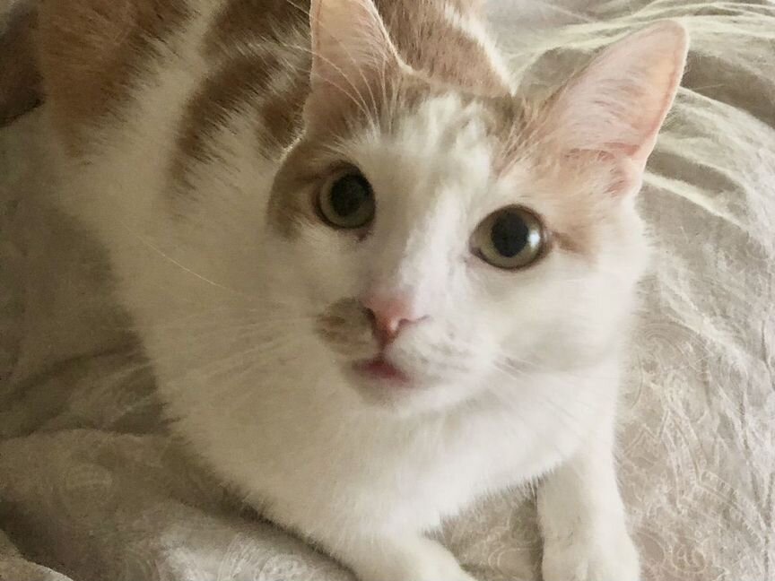 Кот в добрые руки