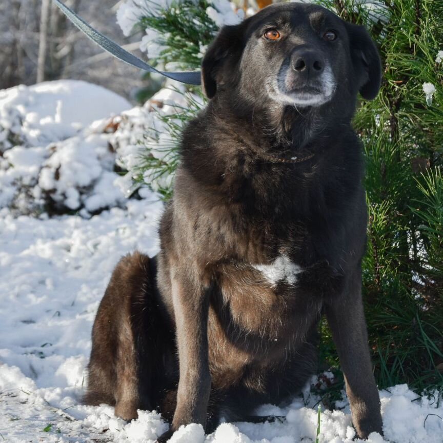 Мудрая и спокойная Герда ищет дом