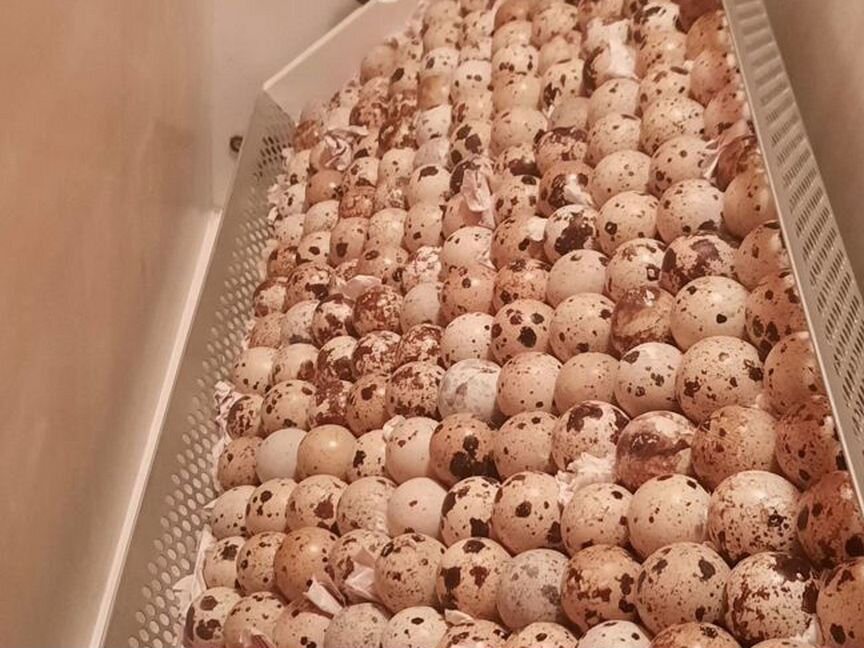 Перепела, инкубационные яйца