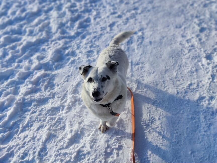 Милый песик Пират