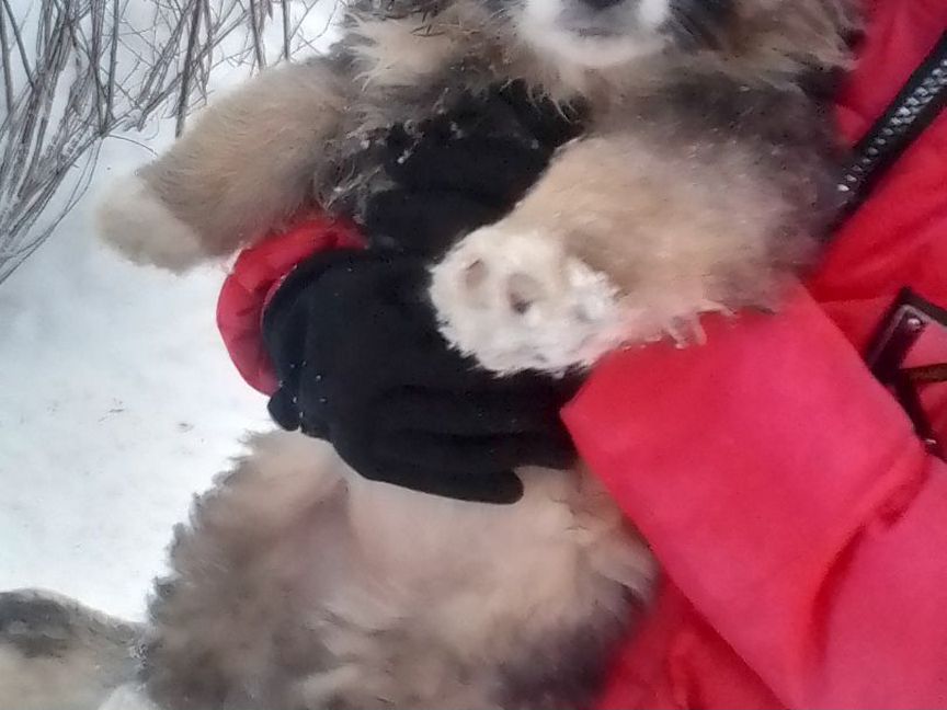 Щенок в добрые руки бесплатно