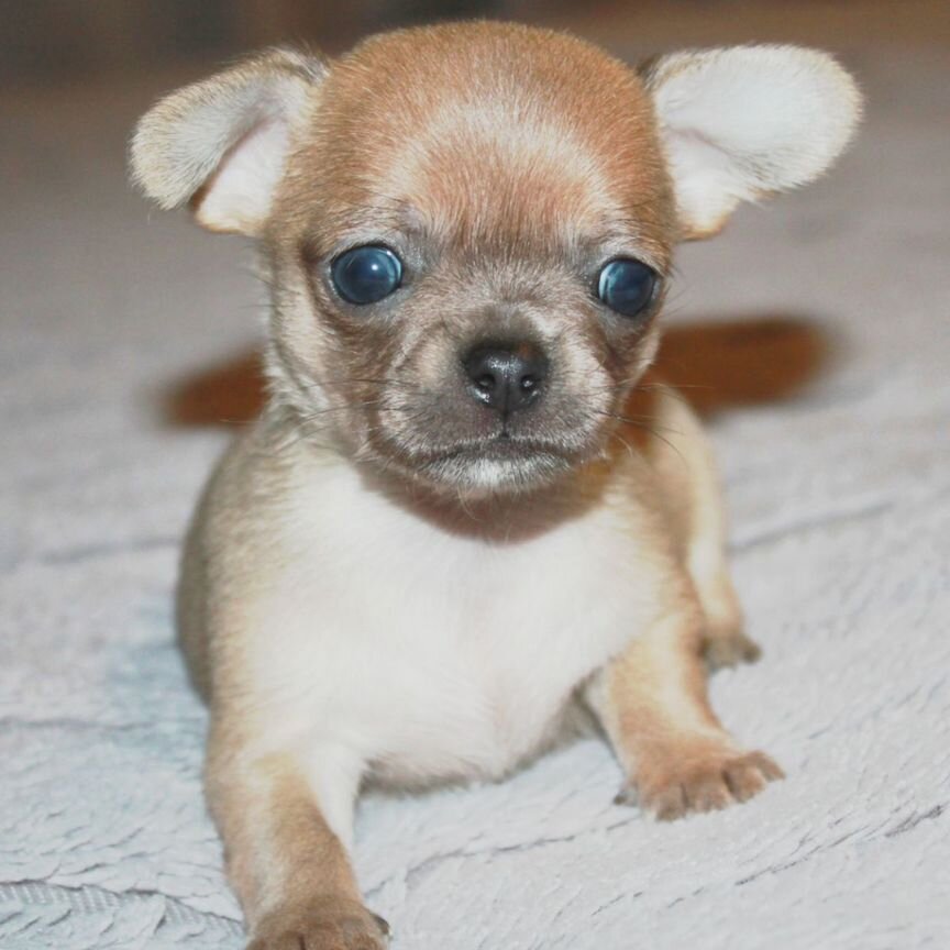 Чихуахуа, щенок