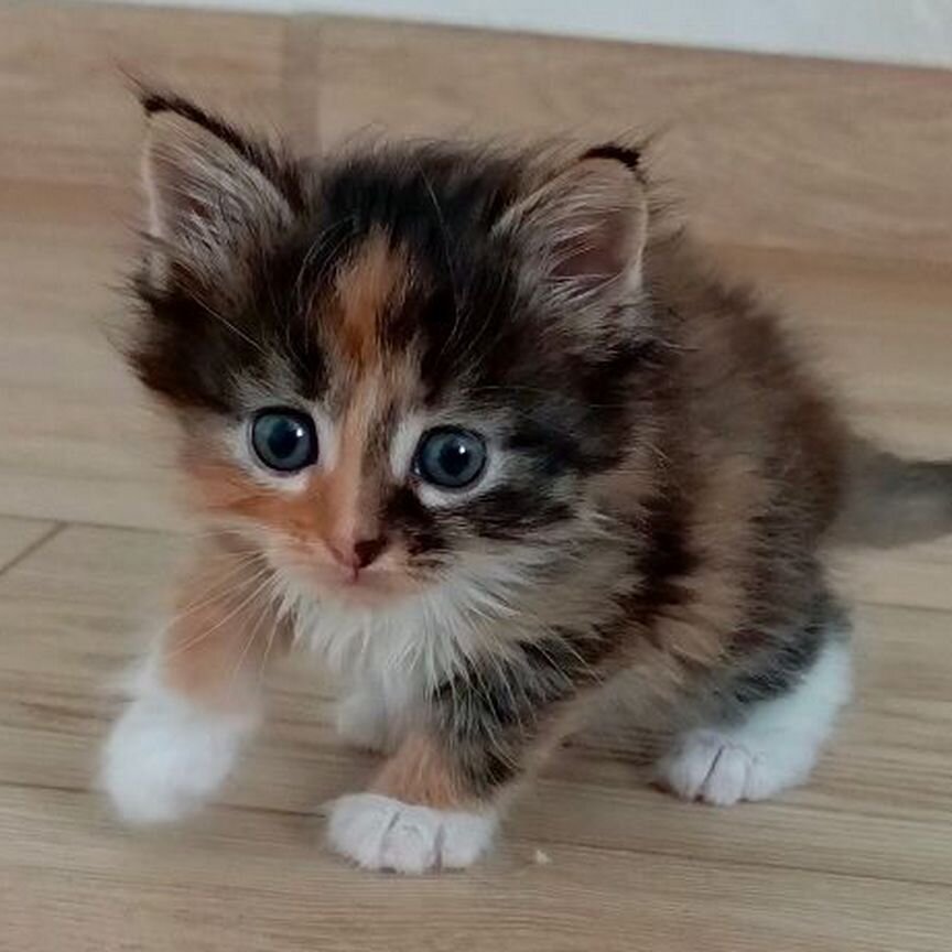 Котёнок от частного владельца