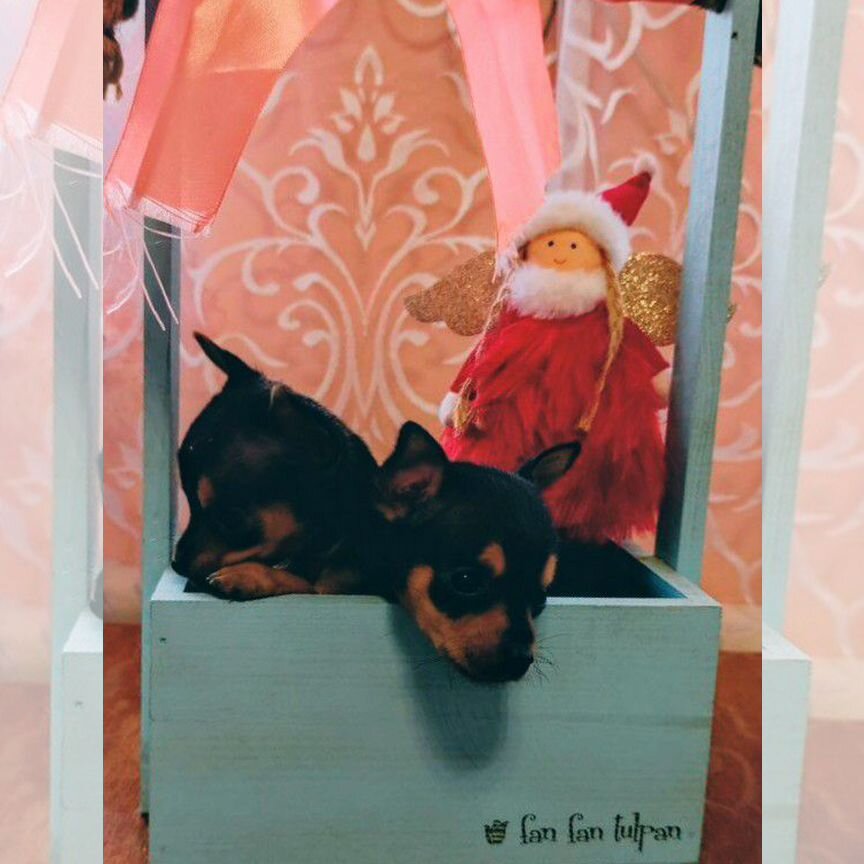 Русский той-терьер, щенок