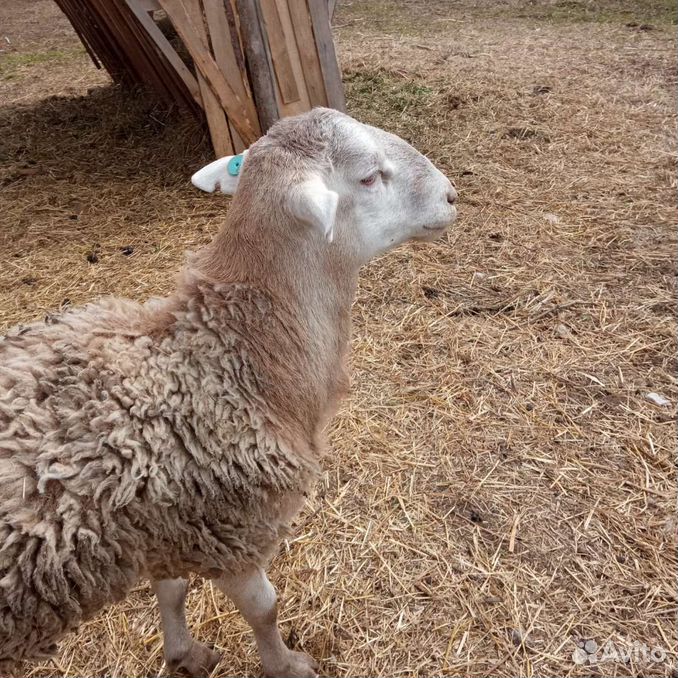 Баран Катум